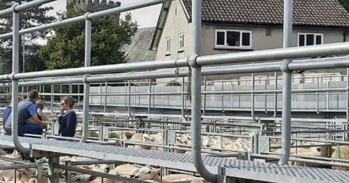 Rhayader - The outdoors Capital of Wales | Rhayader Market Sheep Sale